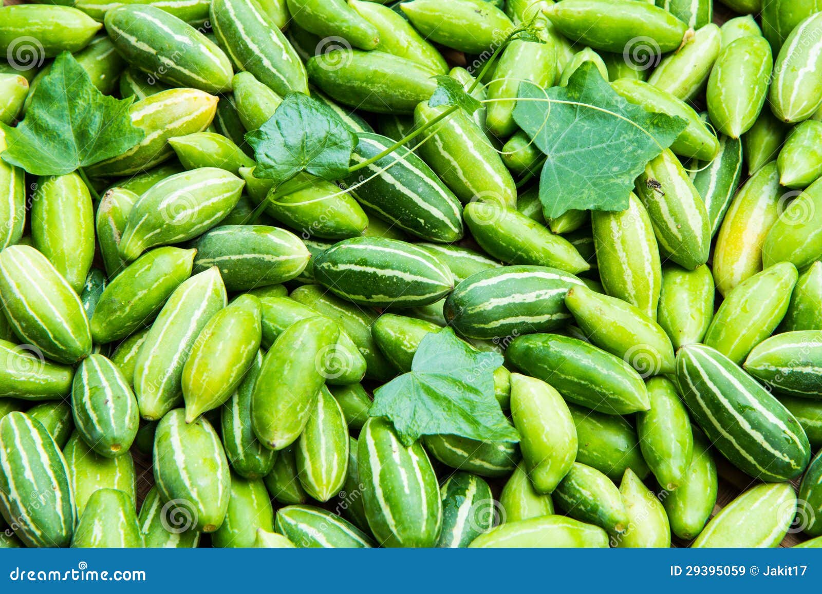 Ivy Gourd stock image. Image of coccina, cook, nature - 29395059