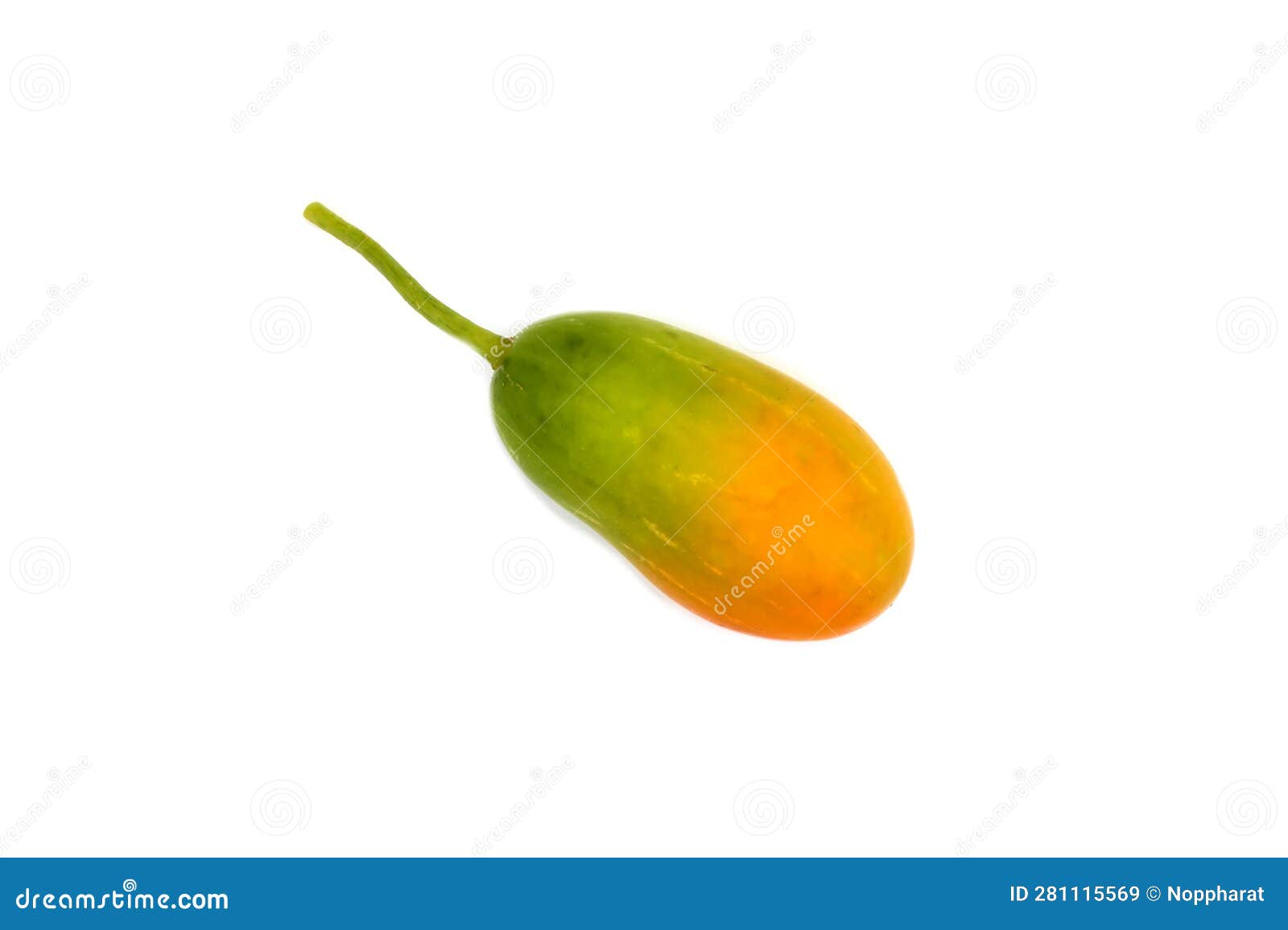 Coccinia Grandis Also Known As Timun Merah, Kemarungan, Ivy Gourd ...