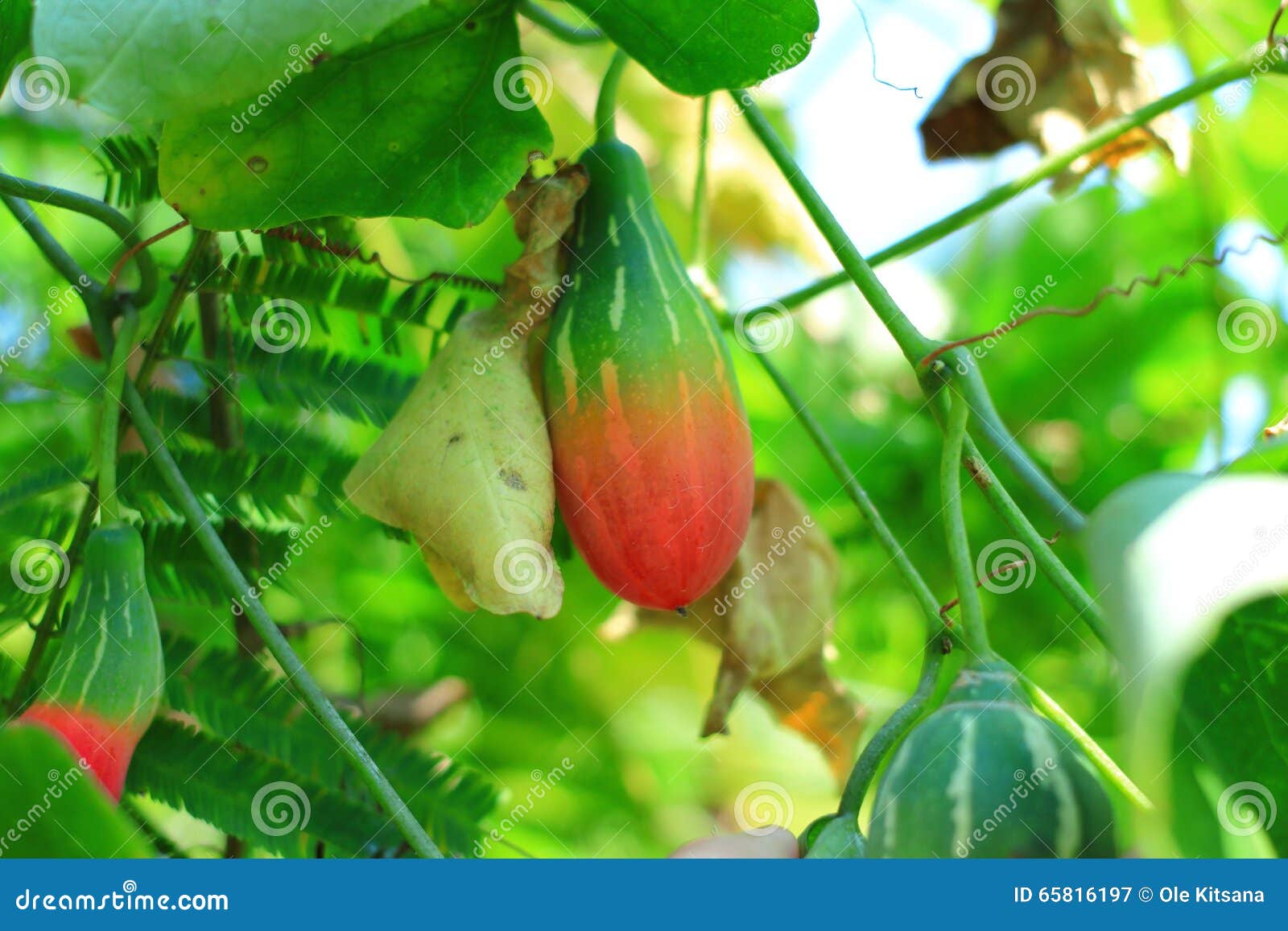 Ivy gourd fruit stock image. Image of gourd, fruit, colorful - 65816197