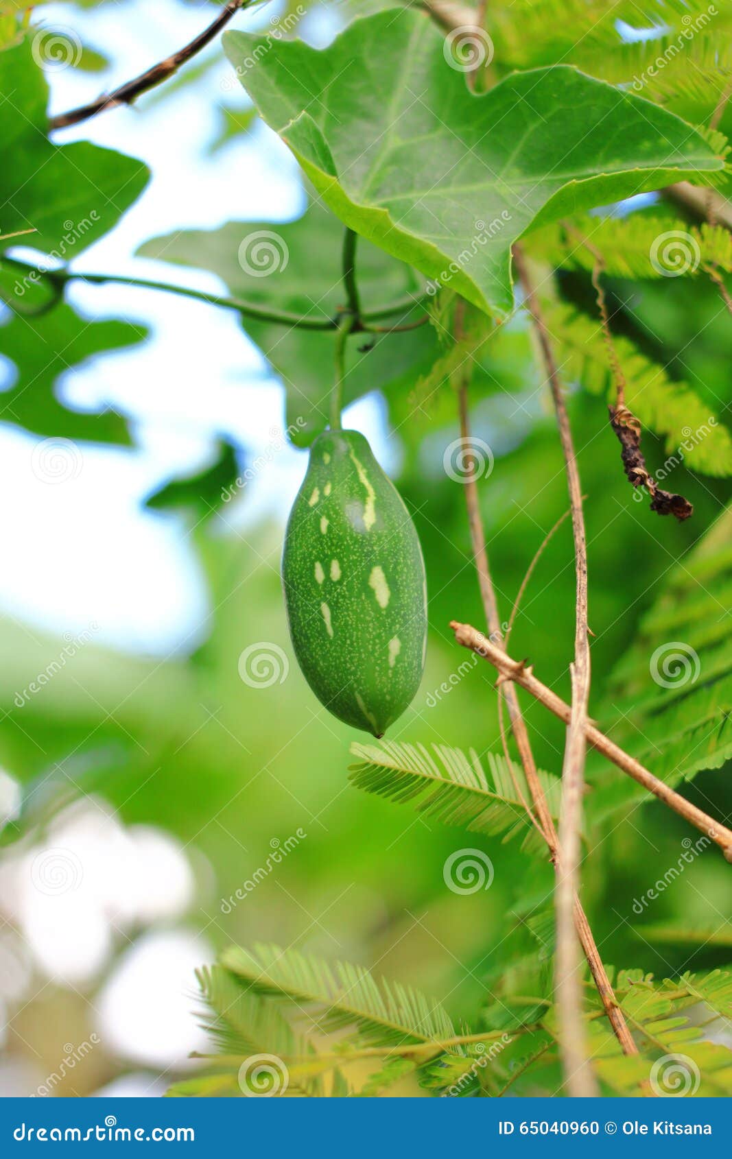 Ivy gourd fruit stock photo. Image of green, gourd, fruit - 65040960