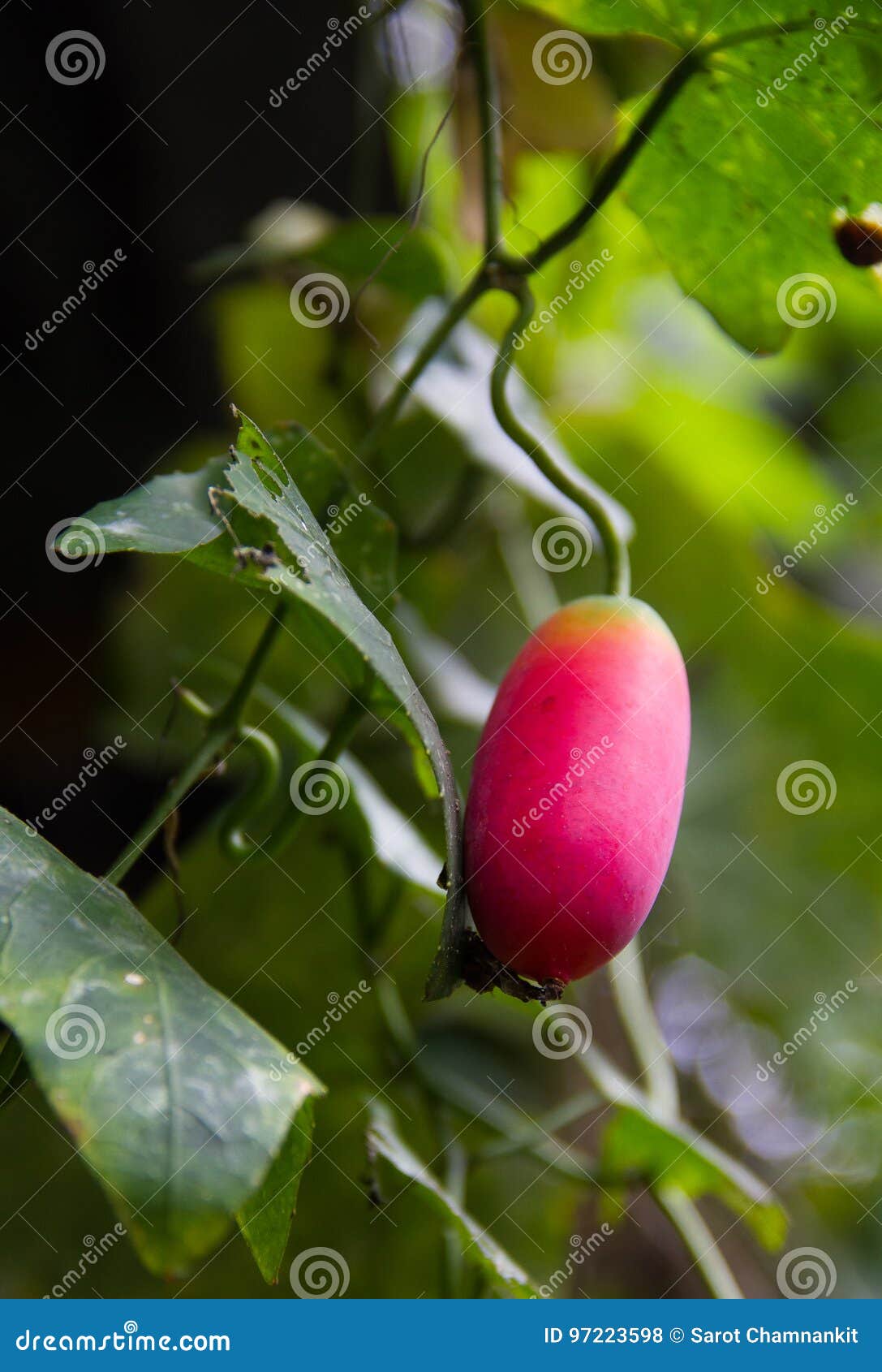 Ivy Gourd Fruit Ripening on the Vine. Stock Photo - Image of nature ...