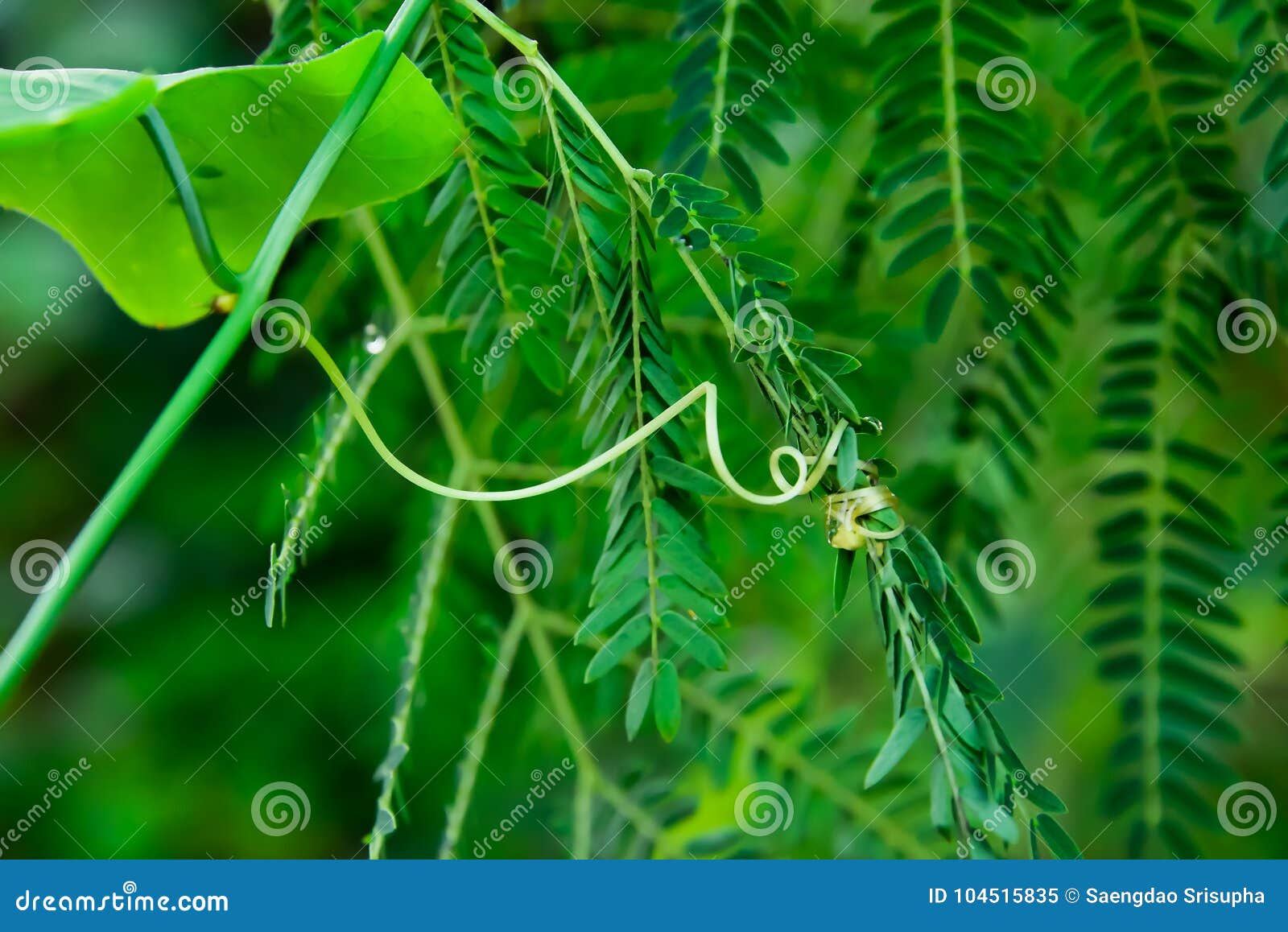 Tendril stock image. Image of close, garden, macro, grow - 104515835