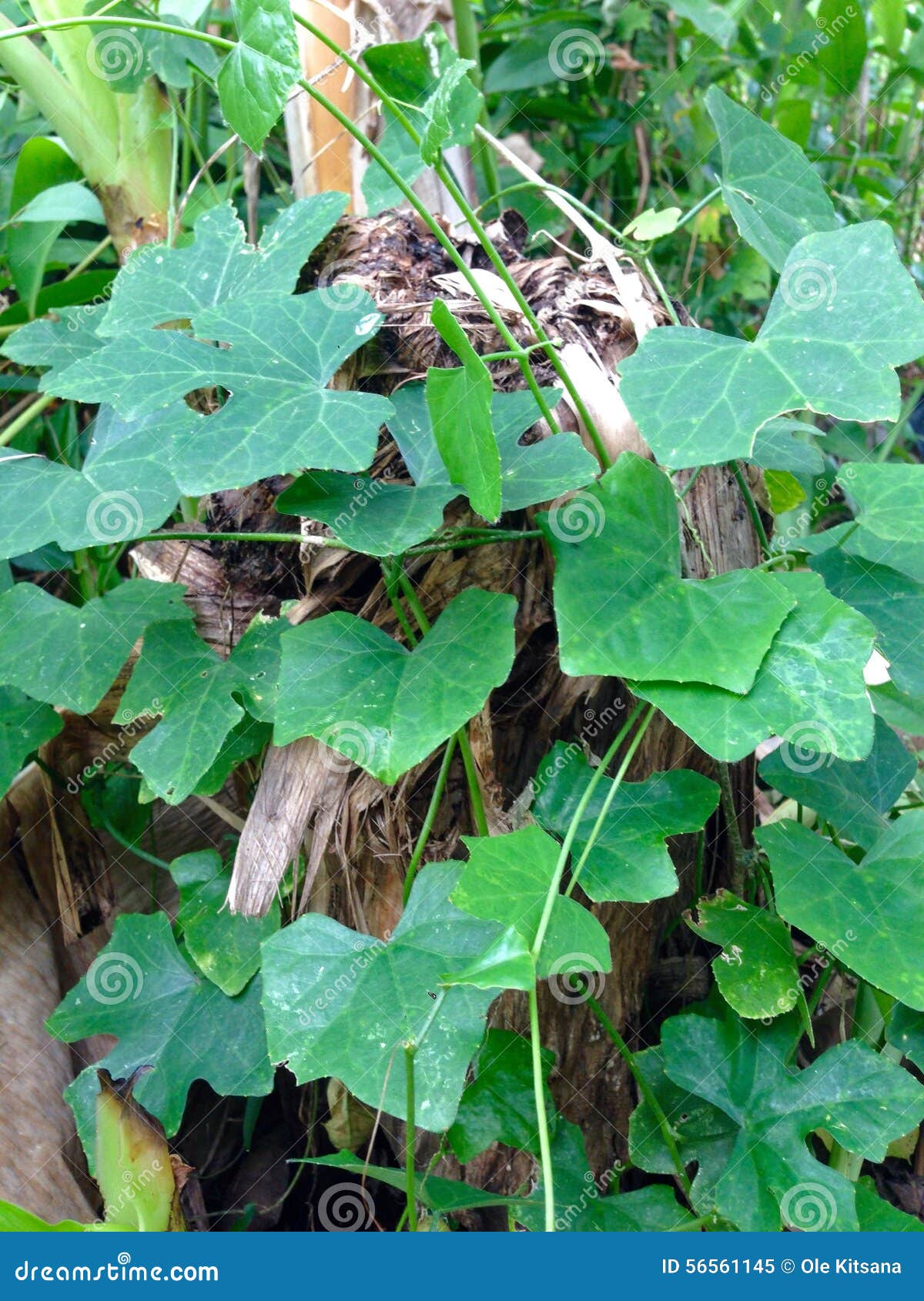 Ivy gourd stock image. Image of vegetable, gourd, cooking - 56561145
