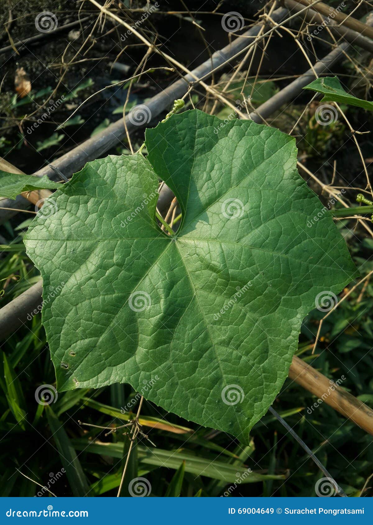 Ivy gourd leaf stock image. Image of leaf, nature, plants - 69004649