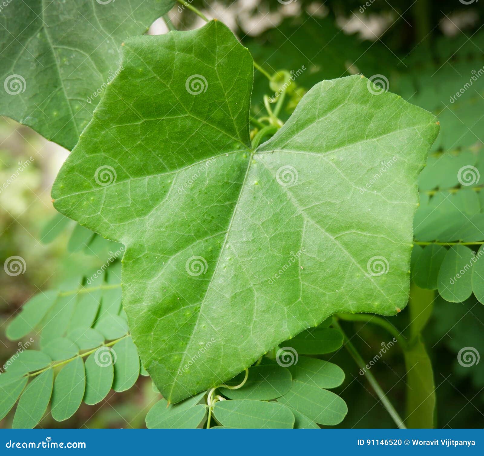 Ivy gourd leaf stock photo. Image of ecological, colorful - 91146520
