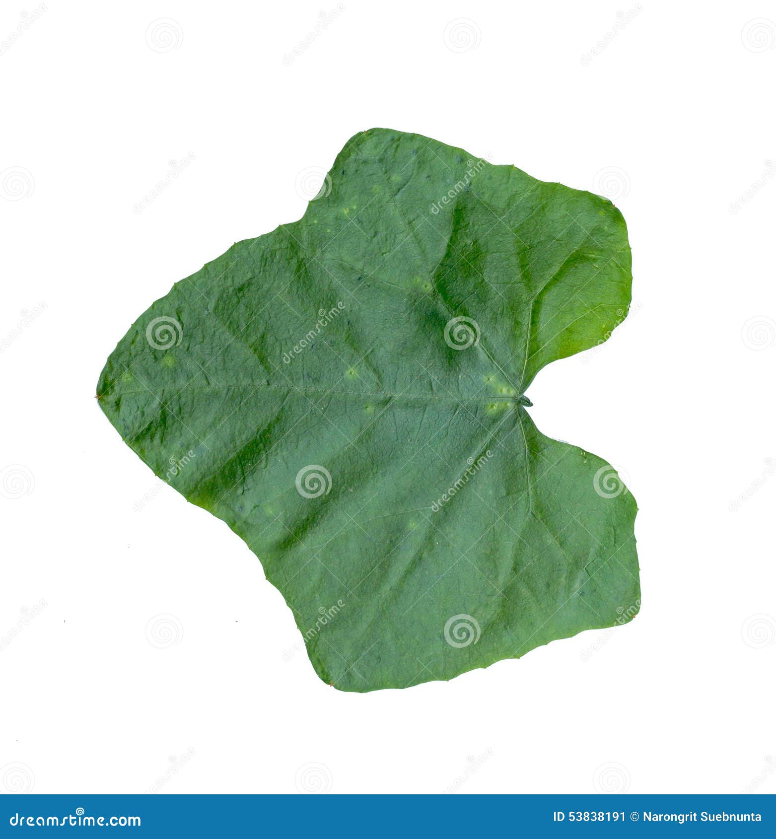 Lvy Gourd Leaf With Natural Blurred Background Stock Photography ...