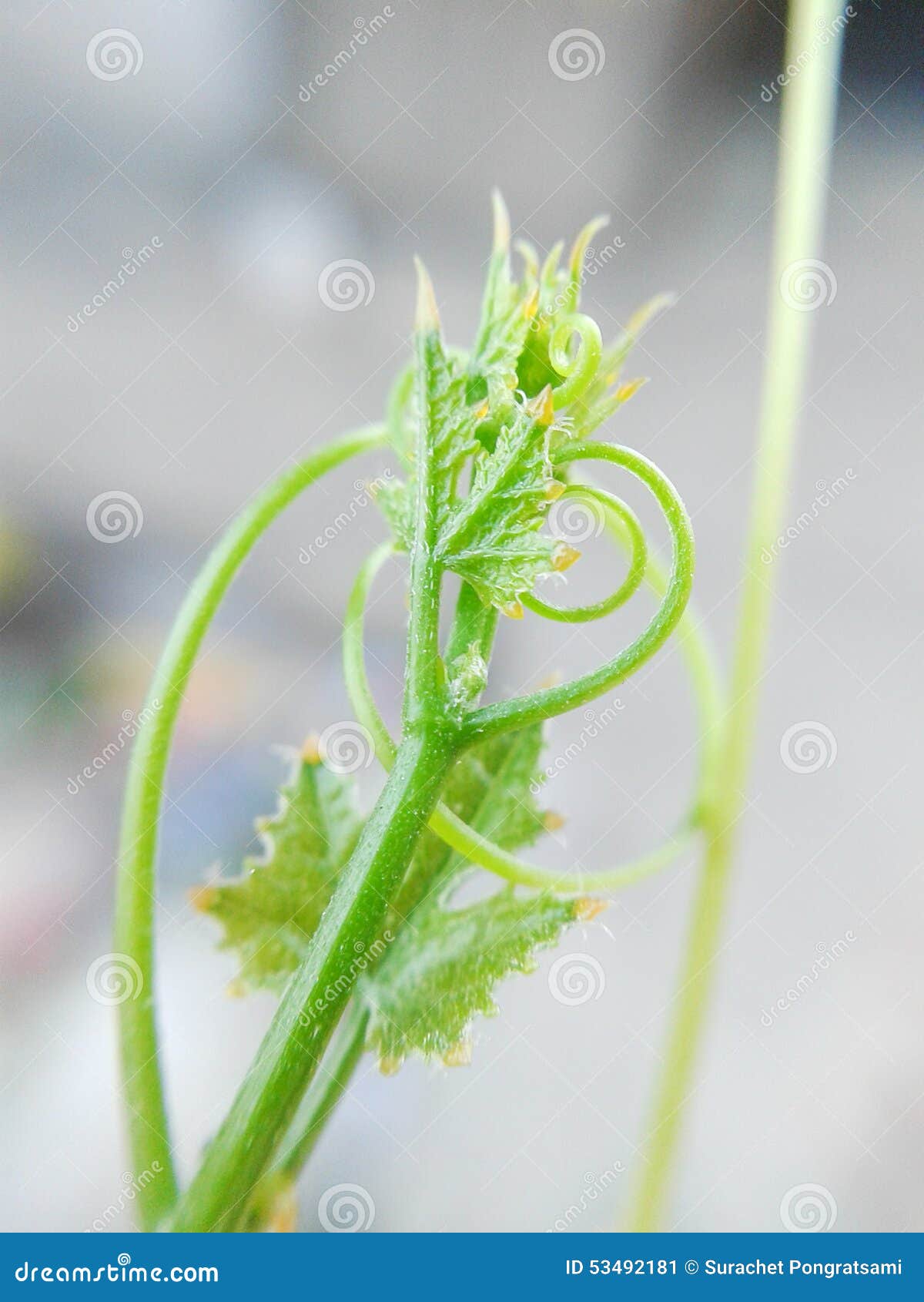 Ivy gourd leaves stock image. Image of cucurbitaceae - 53492181