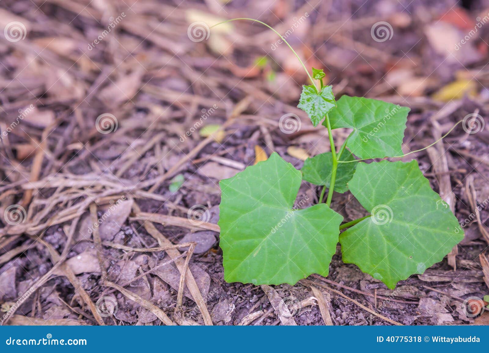 Ivy Gourd Seedlings Vegetable Stock Photo - Image of fresh, healthy ...
