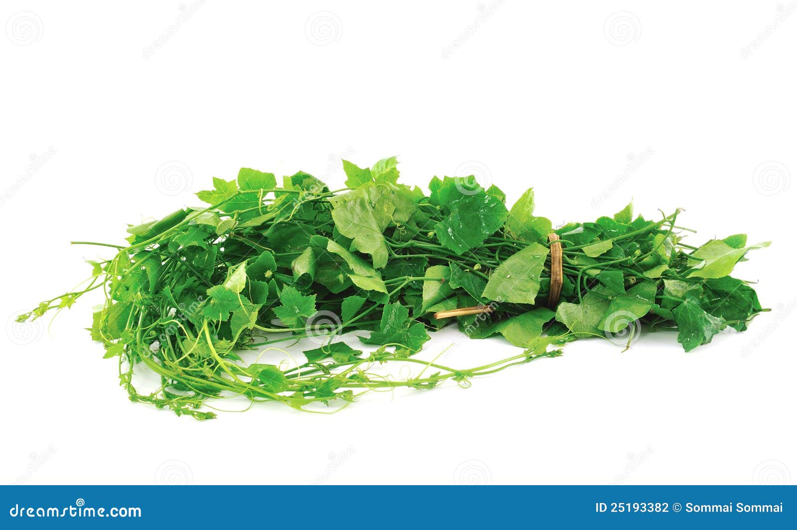 Ivy gourd Thai vegetable stock photo. Image of food, produce - 25193382
