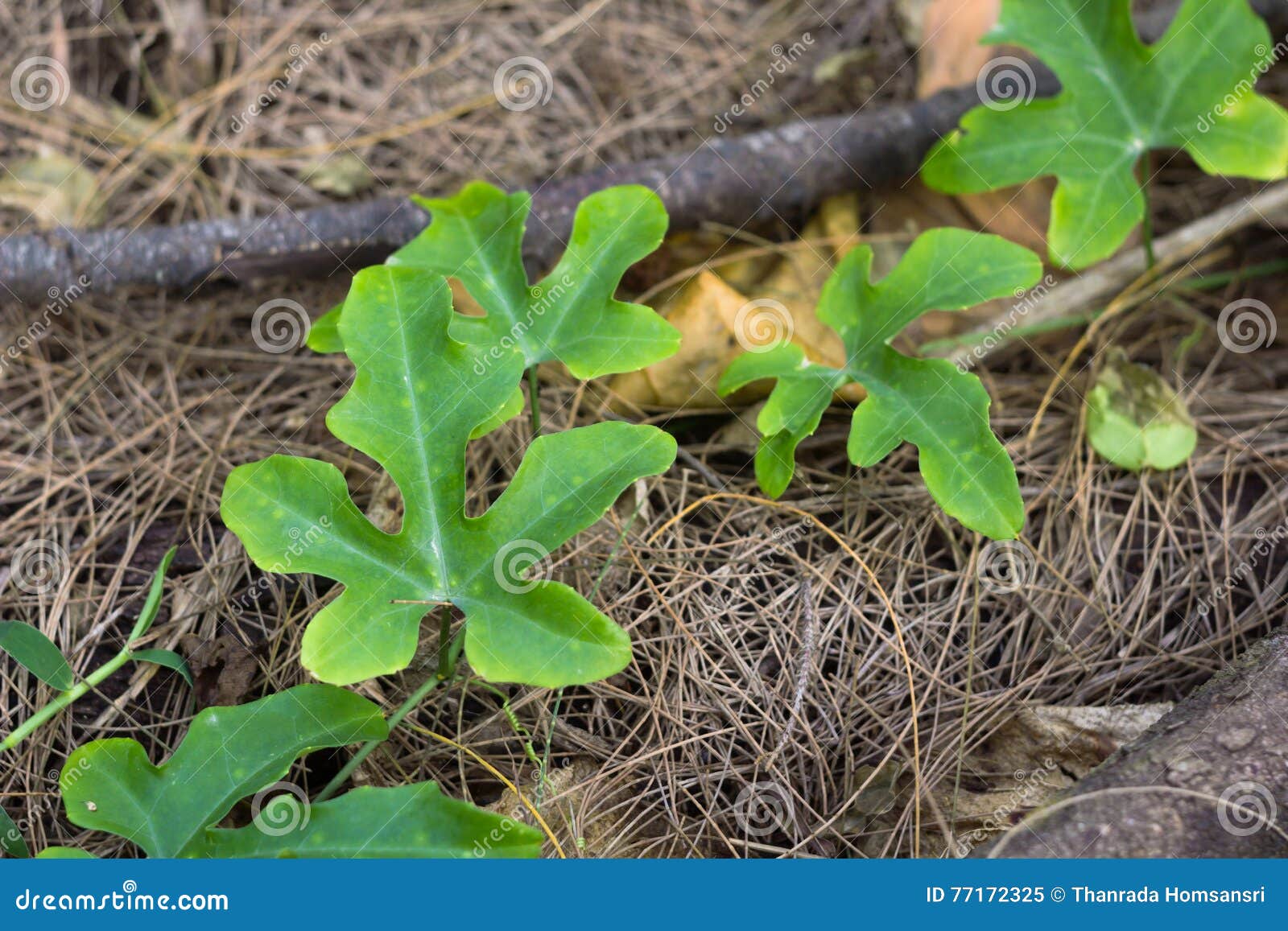 Ivy gourd stock image. Image of meal, closeup, food, creeper - 77172325