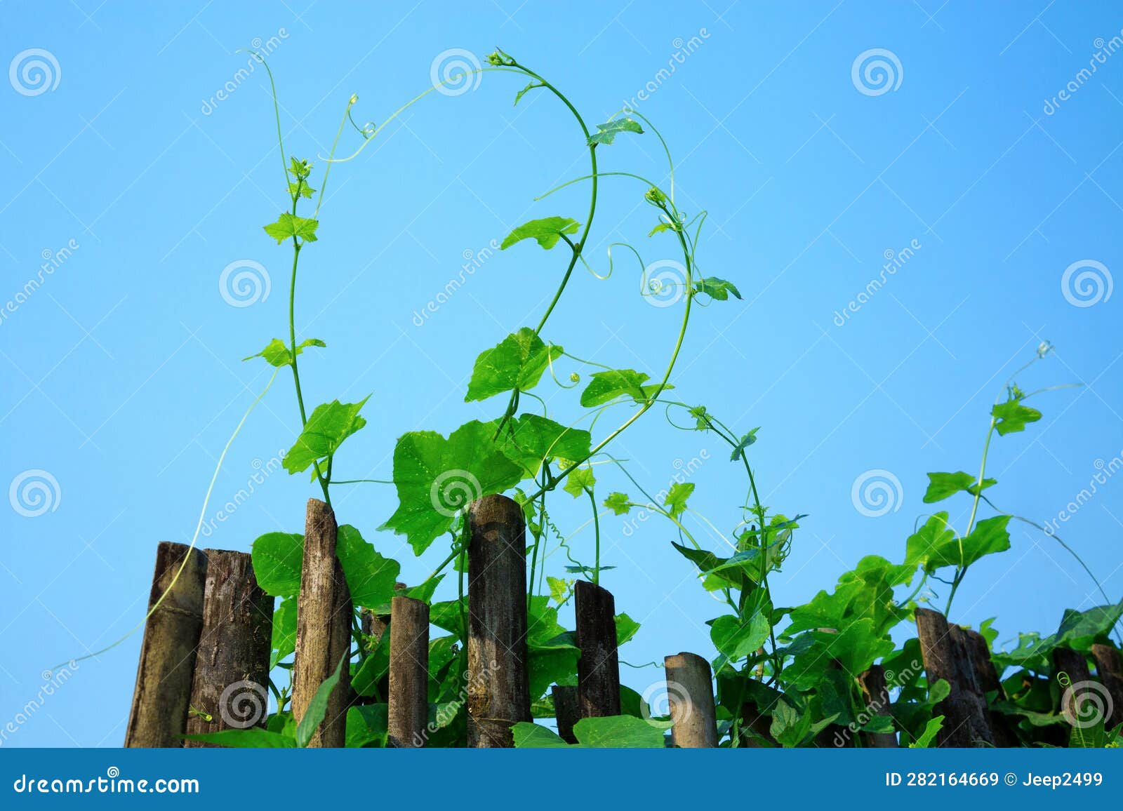 Ivy gourd vegetables. stock image. Image of vegetable - 282164669