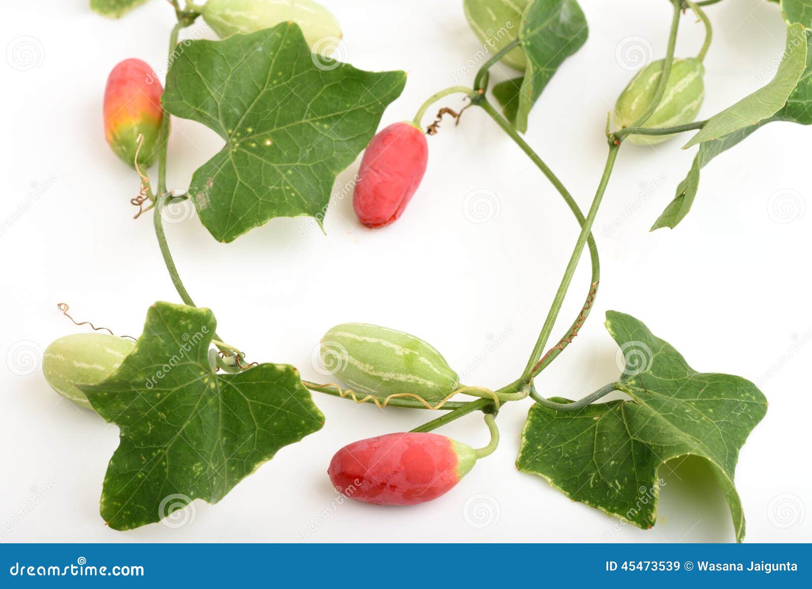 Ivy Gourd stock image. Image of ingredient, herb, garden - 45473539
