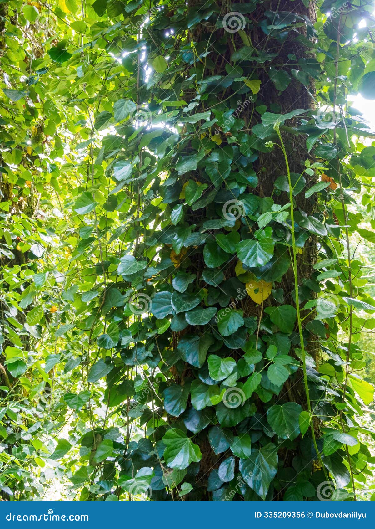 Ivy Gracefully Wraps Around the Trunk of a Mighty Tree, Creating a ...