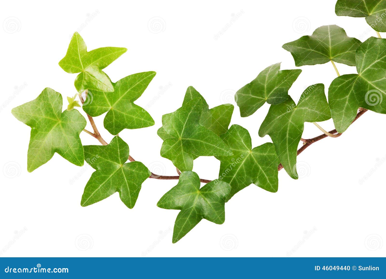 Ivy stock photo. Image of vine, botany, stem, studio - 46049440