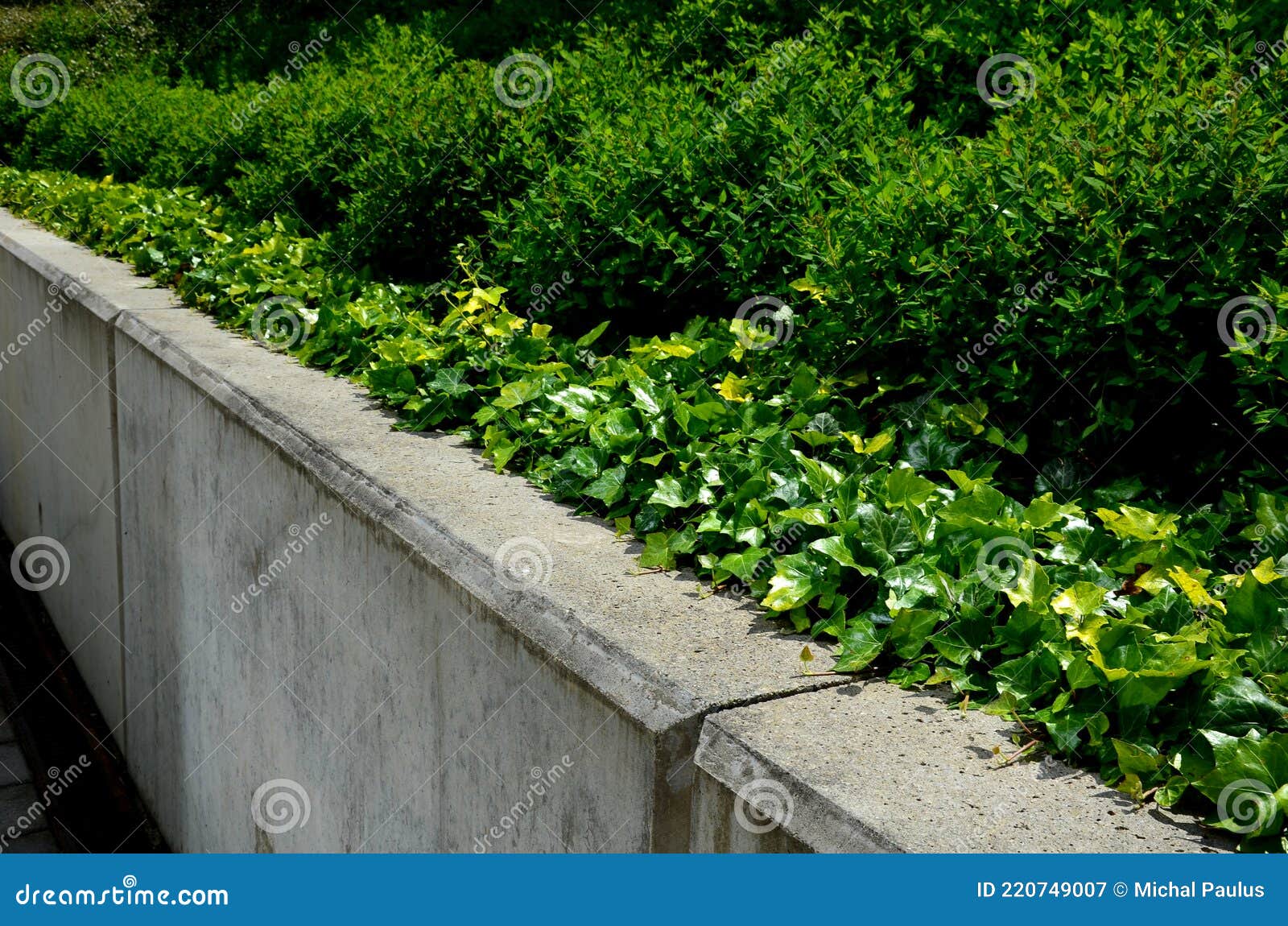 Ivy Grow on the Edge of the Retaining Wall of Light-colored Cast ...