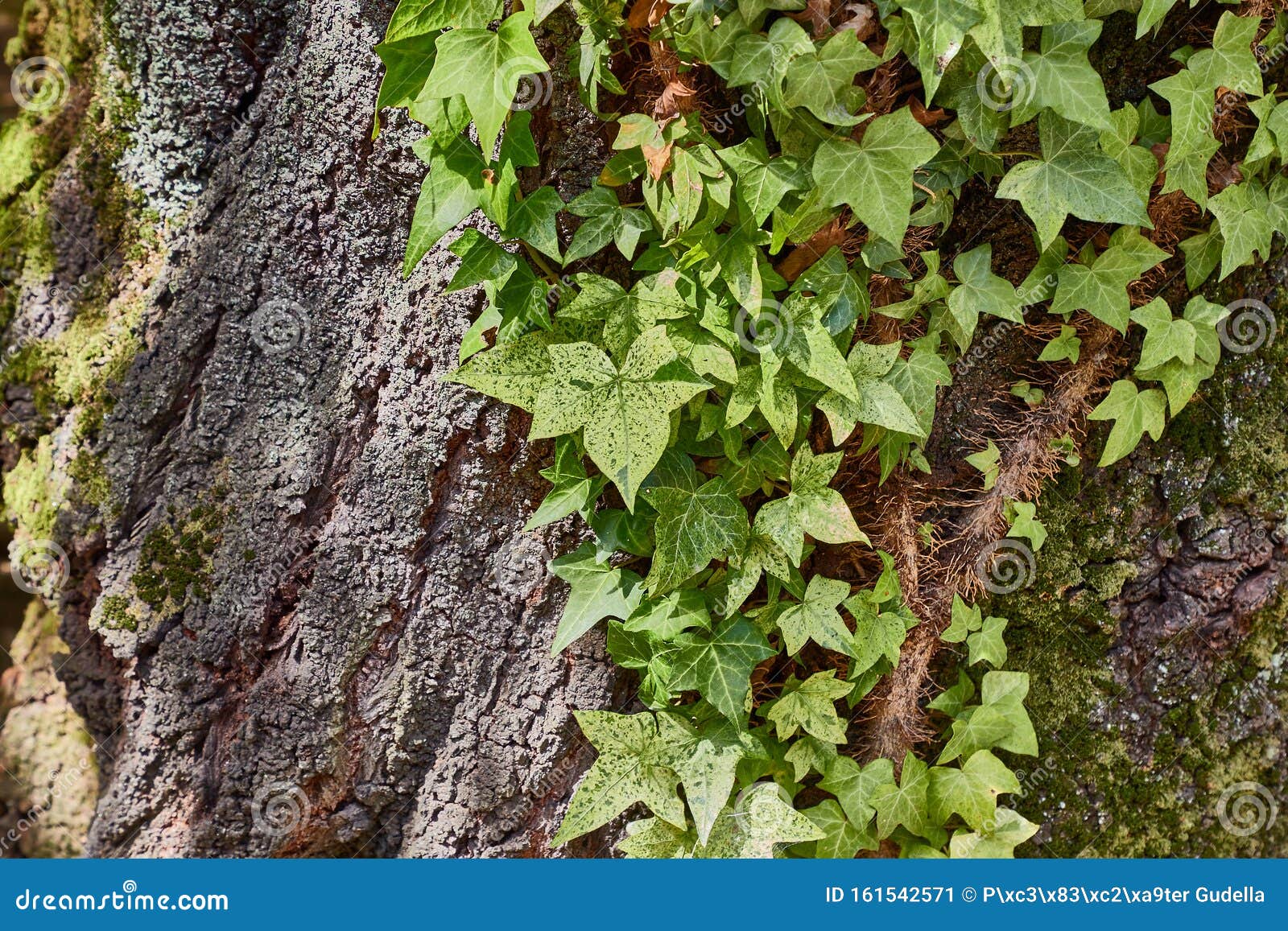 Ivy Growinf on a tree stock image. Image of abandoned - 161542571