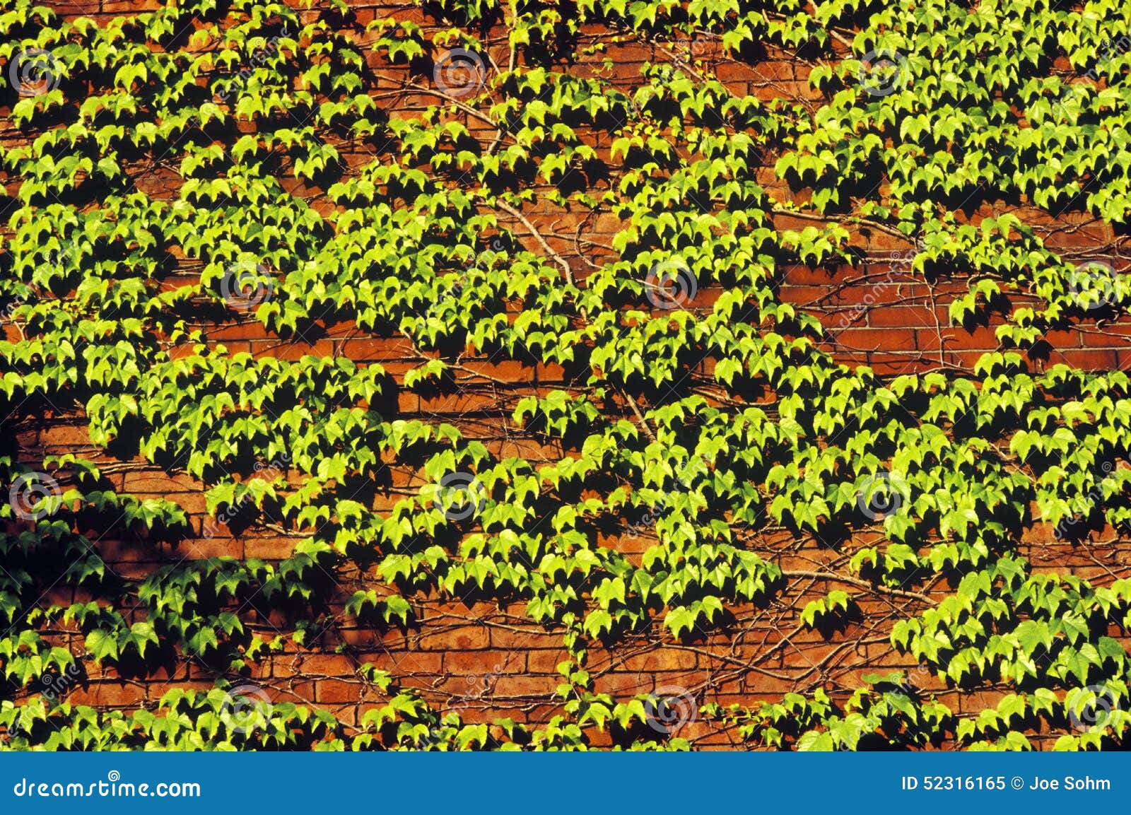 Ivy Growing on Brick Wall, Beacon Hill, Boston, MA Stock Image - Image ...