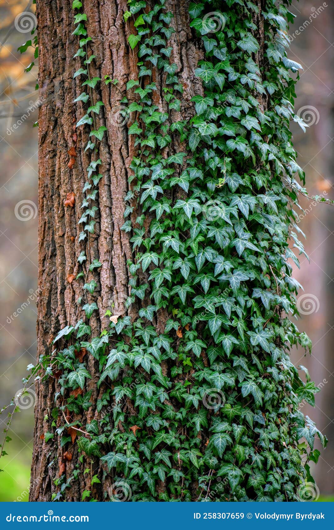 Ivy Growing on Old Big Tree Stock Image - Image of grow, home: 258307659
