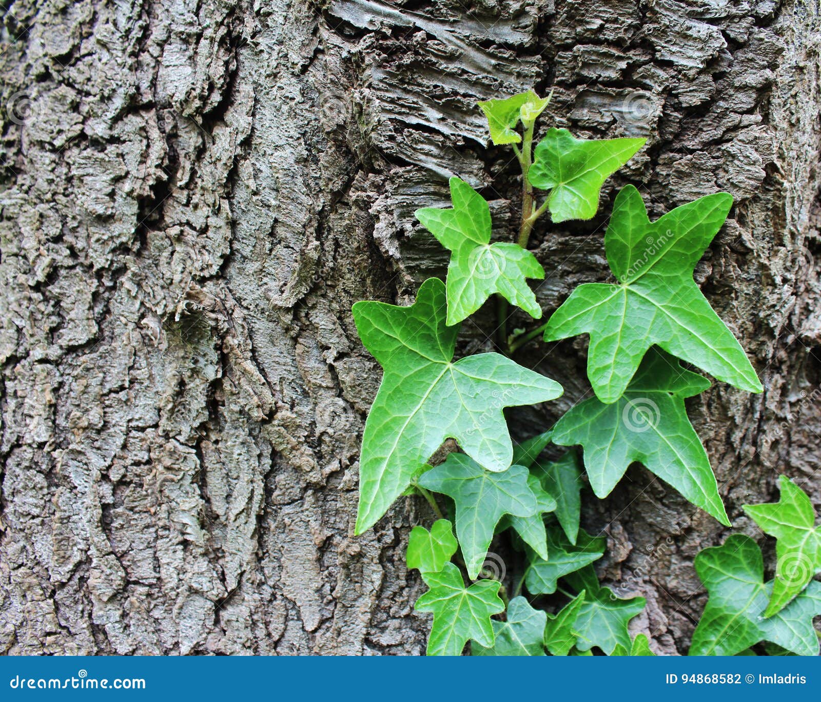 Ivy Growing on Tree stock photo. Image of green, helix - 94868582