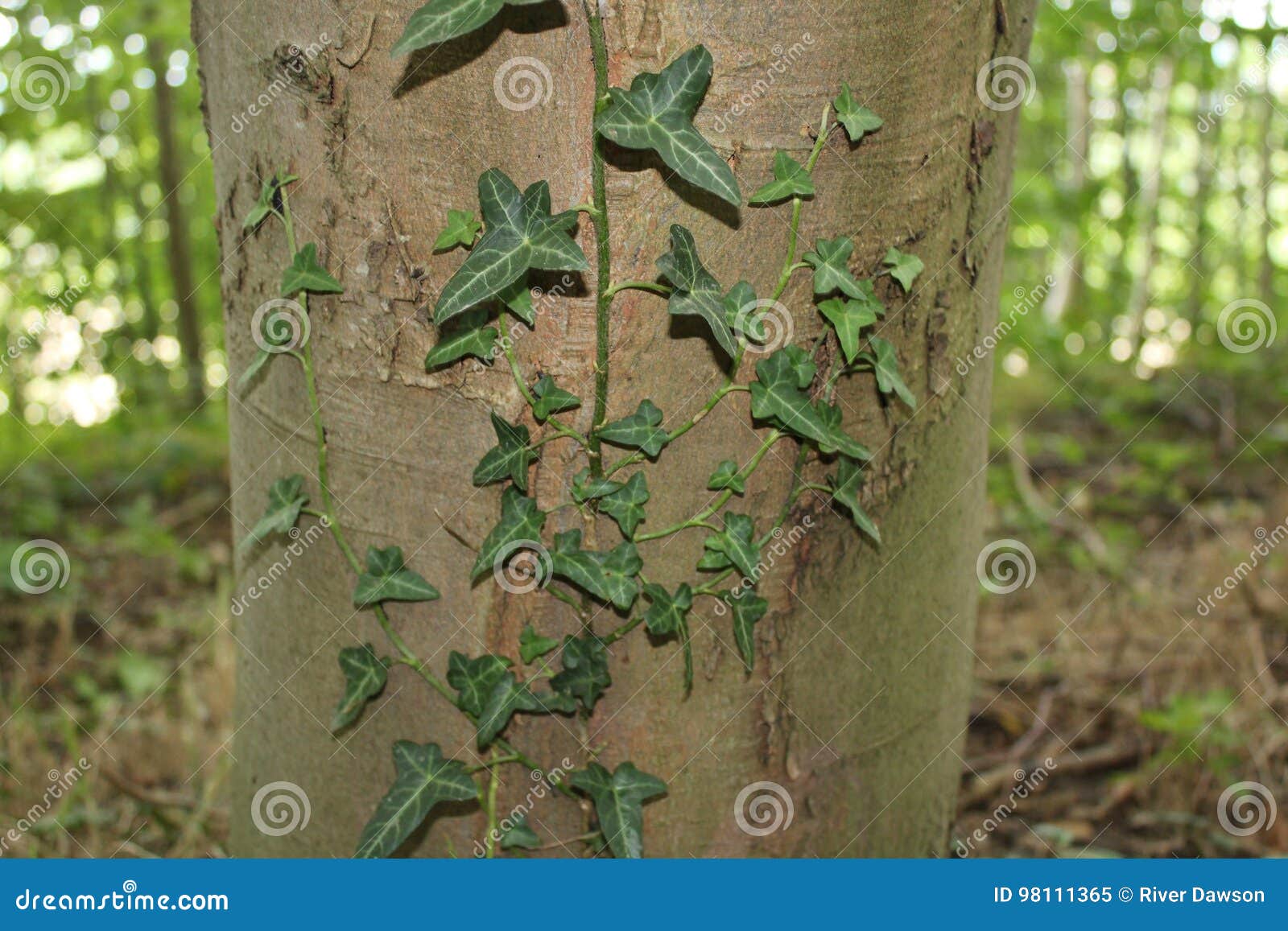 Ivy growing on a tree stock image. Image of tree, growing - 98111365