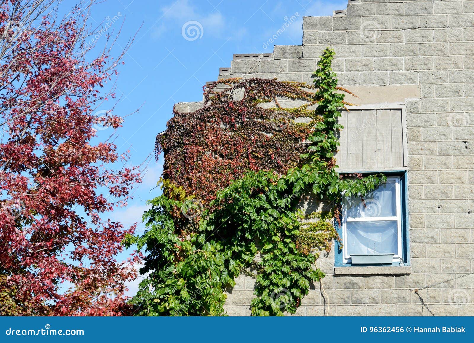Ivy Growing Up Brick Building Stock Photo - Image of green, stone: 96362456
