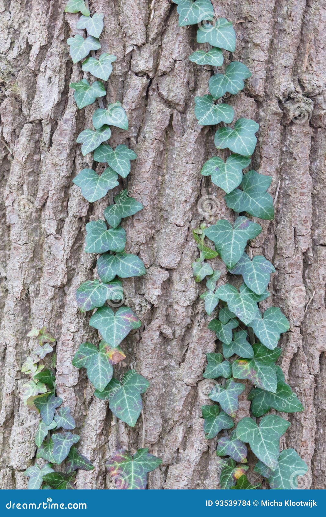 Ivy Growing Up on a Large Tree Stock Photo - Image of forest, trunk ...