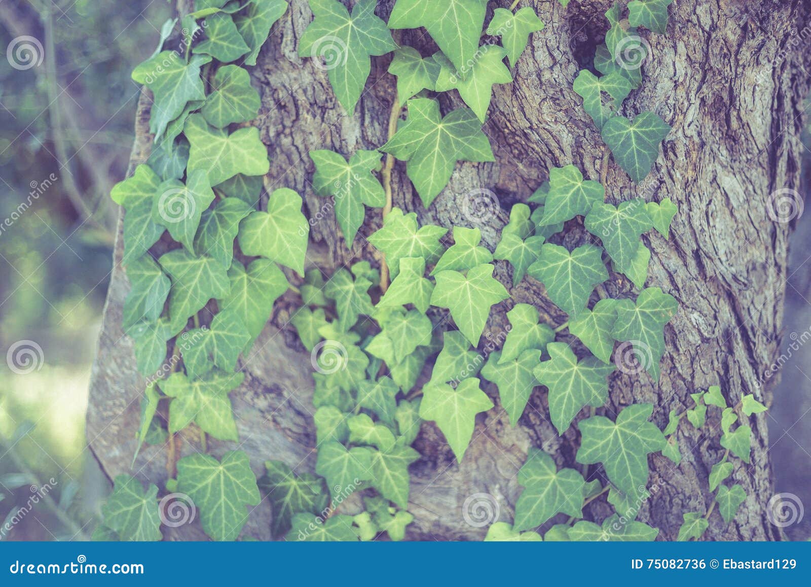 Ivy Growing Up on a Large Tree in Wood Stock Photo - Image of fresh ...