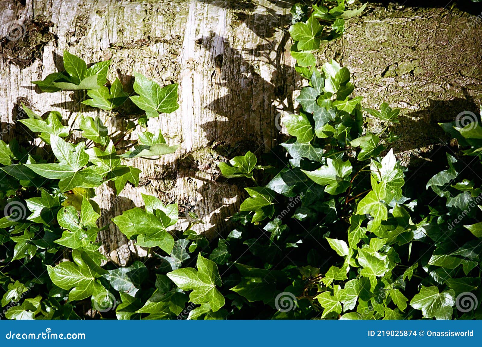 Ivy Growing up a tree stock photo. Image of forest, tree - 219025874