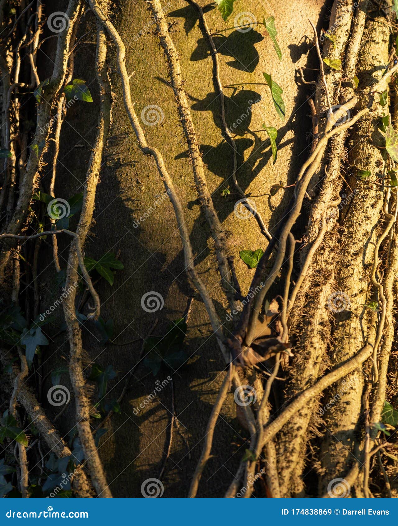 Ivy growing up tree trunk stock image. Image of botany - 174838869