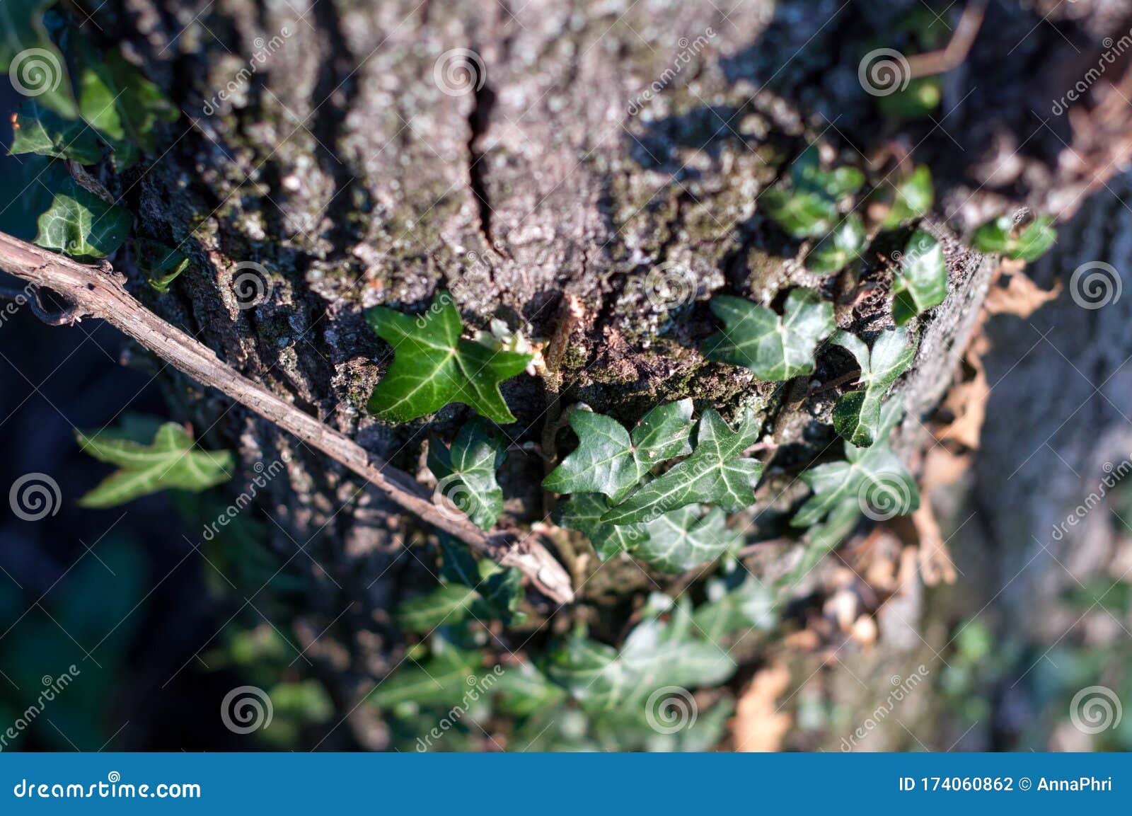 Ivy is Growing Up on a Wild Tree Stock Photo - Image of gardening ...
