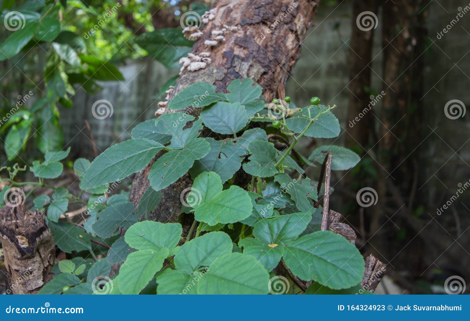 Ivy Grows on Dead Dead Trees Stock Image - Image of bougainvillea ...