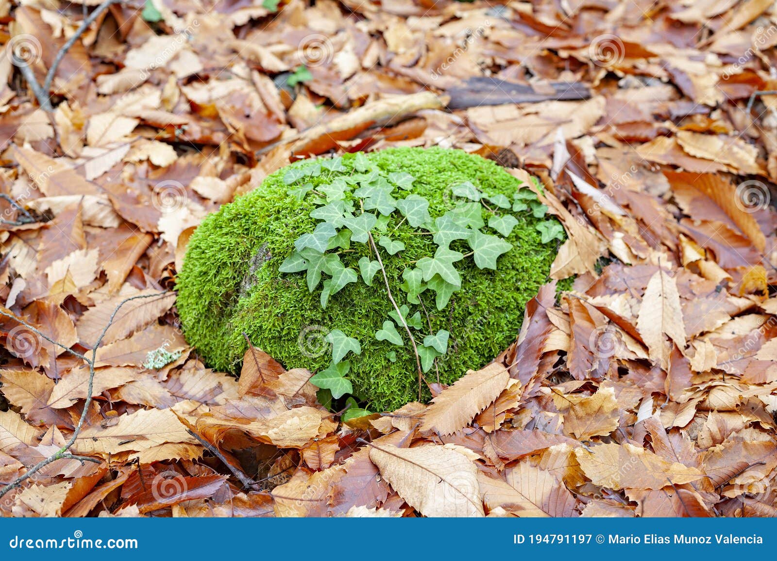 An Ivy Grows on a Rock Covered with Moss and Surrounded by Fallen ...