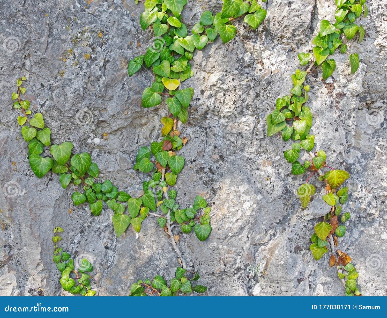 Ivy grows on stone slope stock image. Image of stone - 177838171