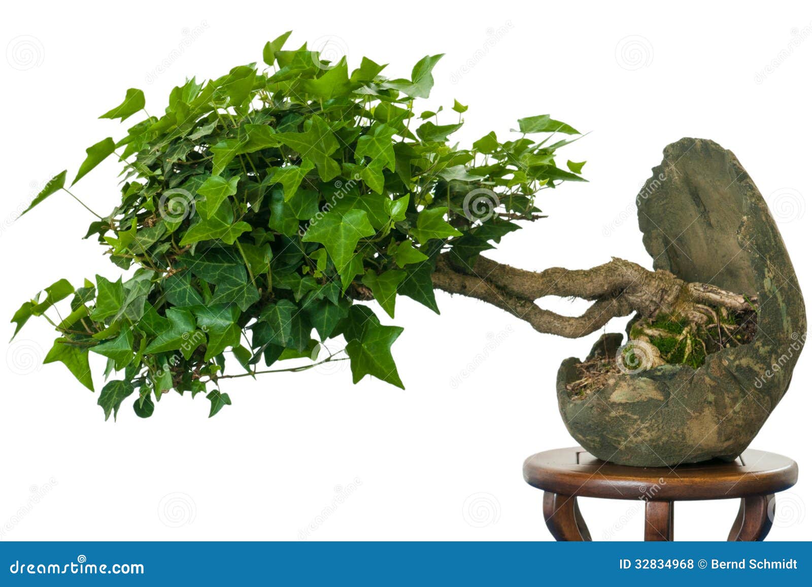 Ivy (Hedera Helix) As Bonsai Tree Stock Photo - Image of trunk, moon ...