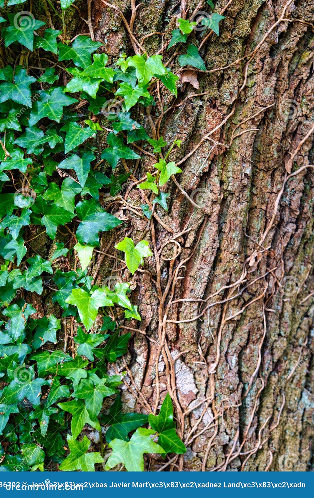 Ivy ( Hedera Helix) on a Tree Stock Photo - Image of garden, color ...