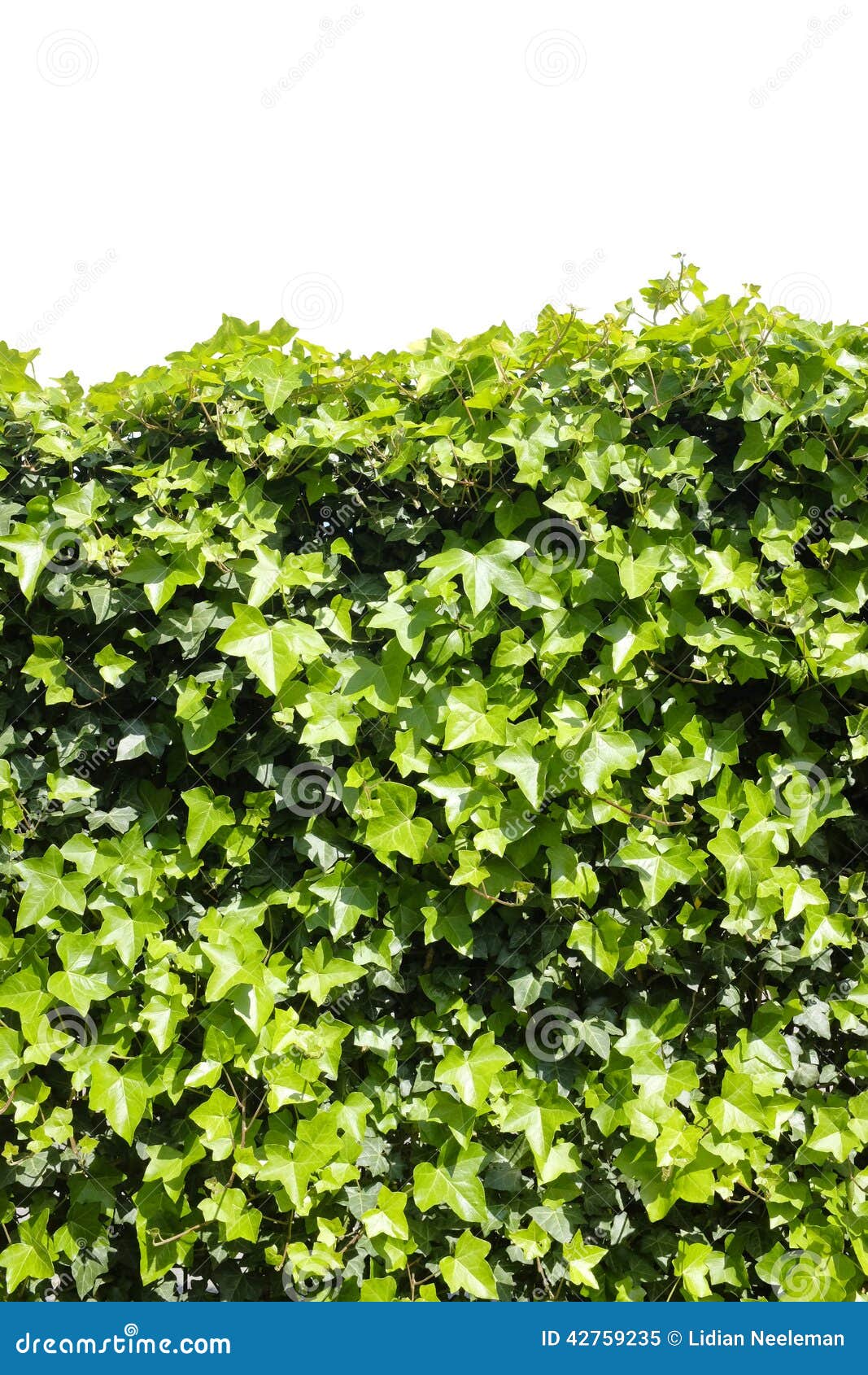 Ivy stock image. Image of nature, vertical, flora, plant - 42759235