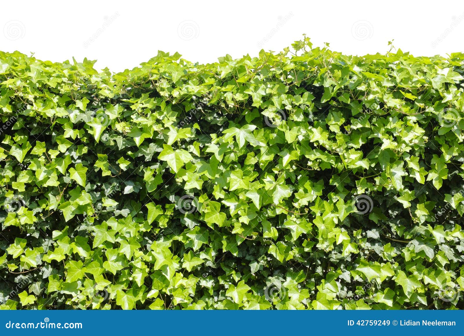 Ivy stock image. Image of floral, abstract, botany, detail - 42759249