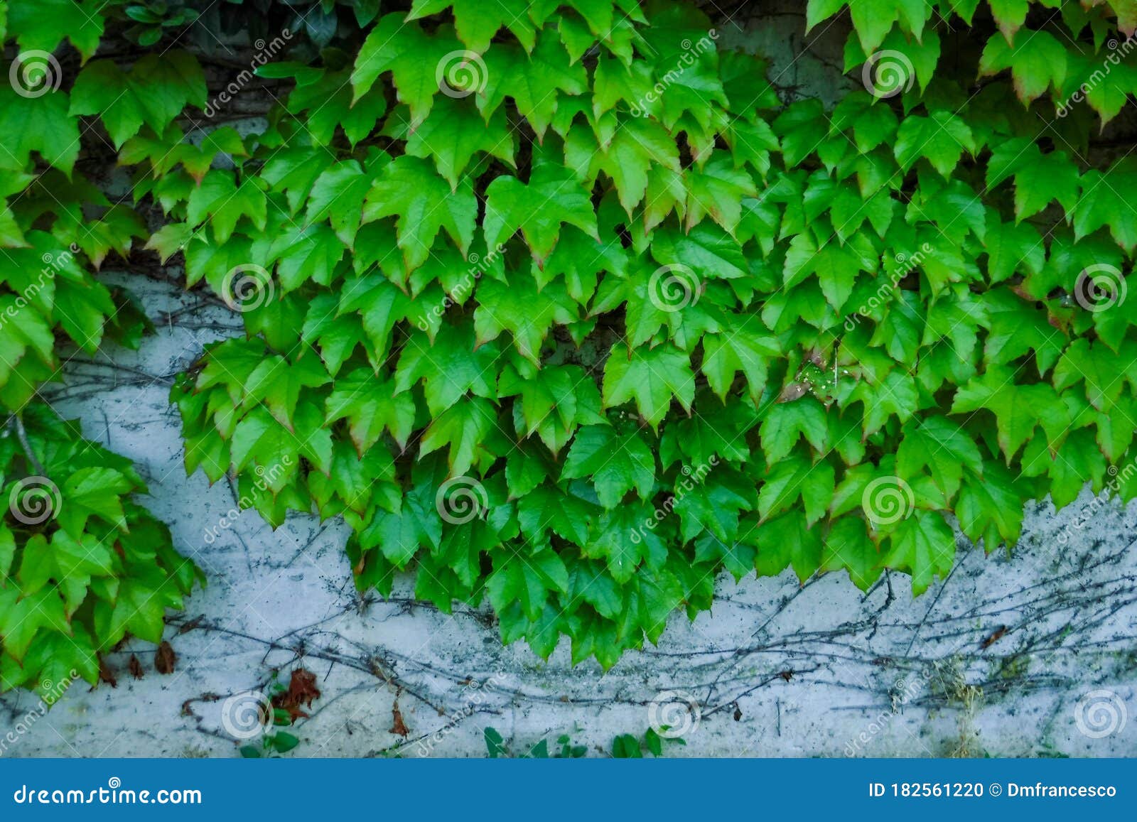 Ivy Hedges in Italian Parks and Gardens Stock Photo - Image of european ...