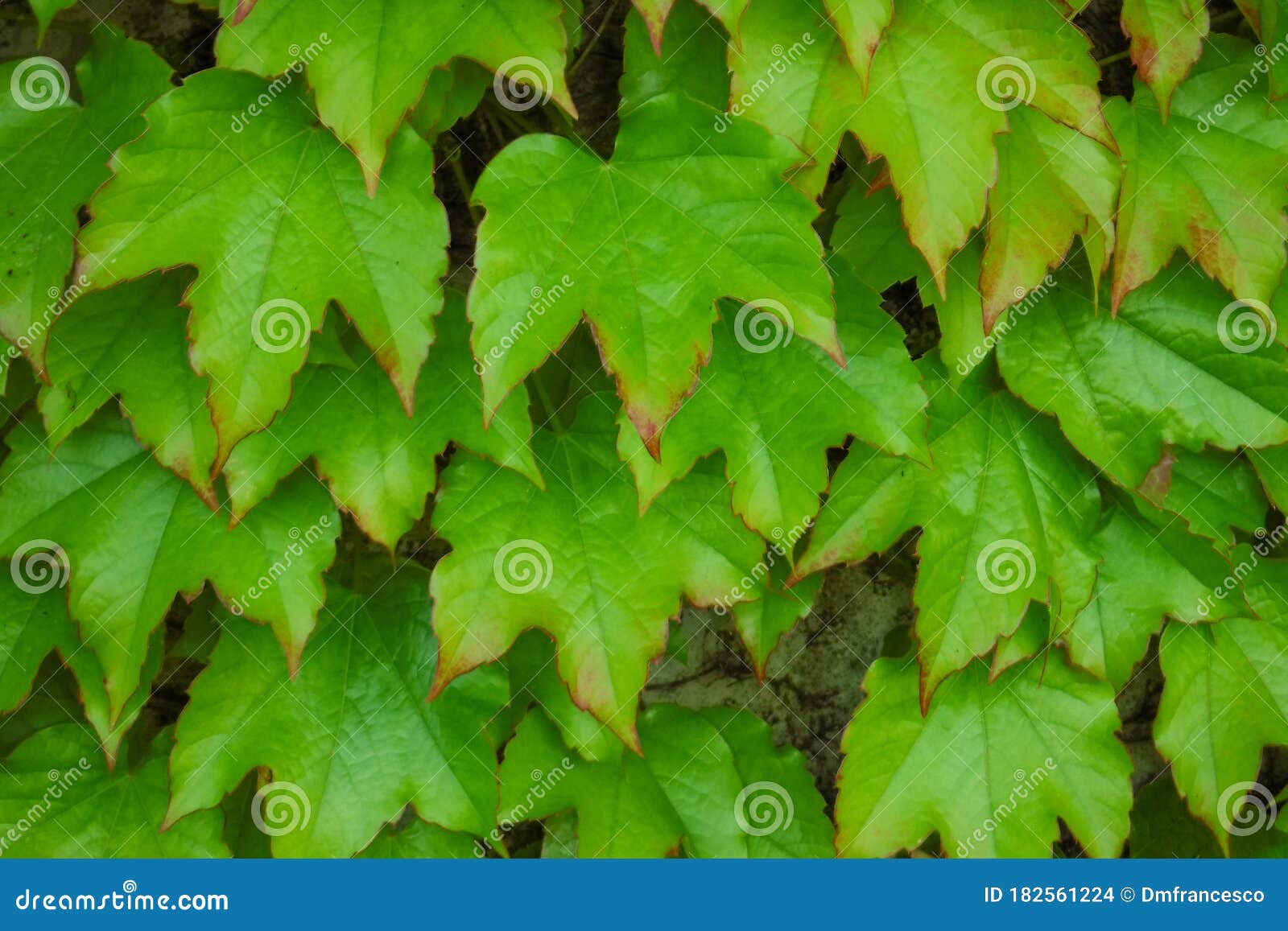 Ivy Hedges in Italian Parks and Gardens Stock Photo - Image of ...