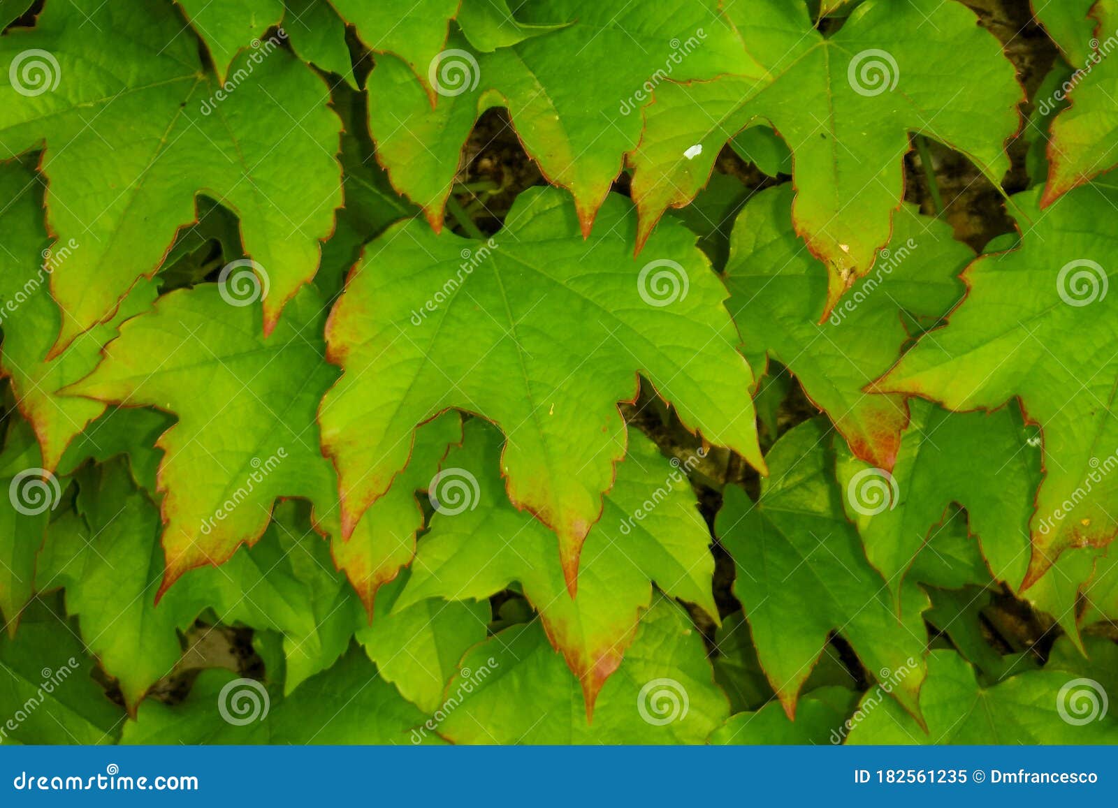 Ivy Hedges in Italian Parks and Gardens Stock Image - Image of bush ...