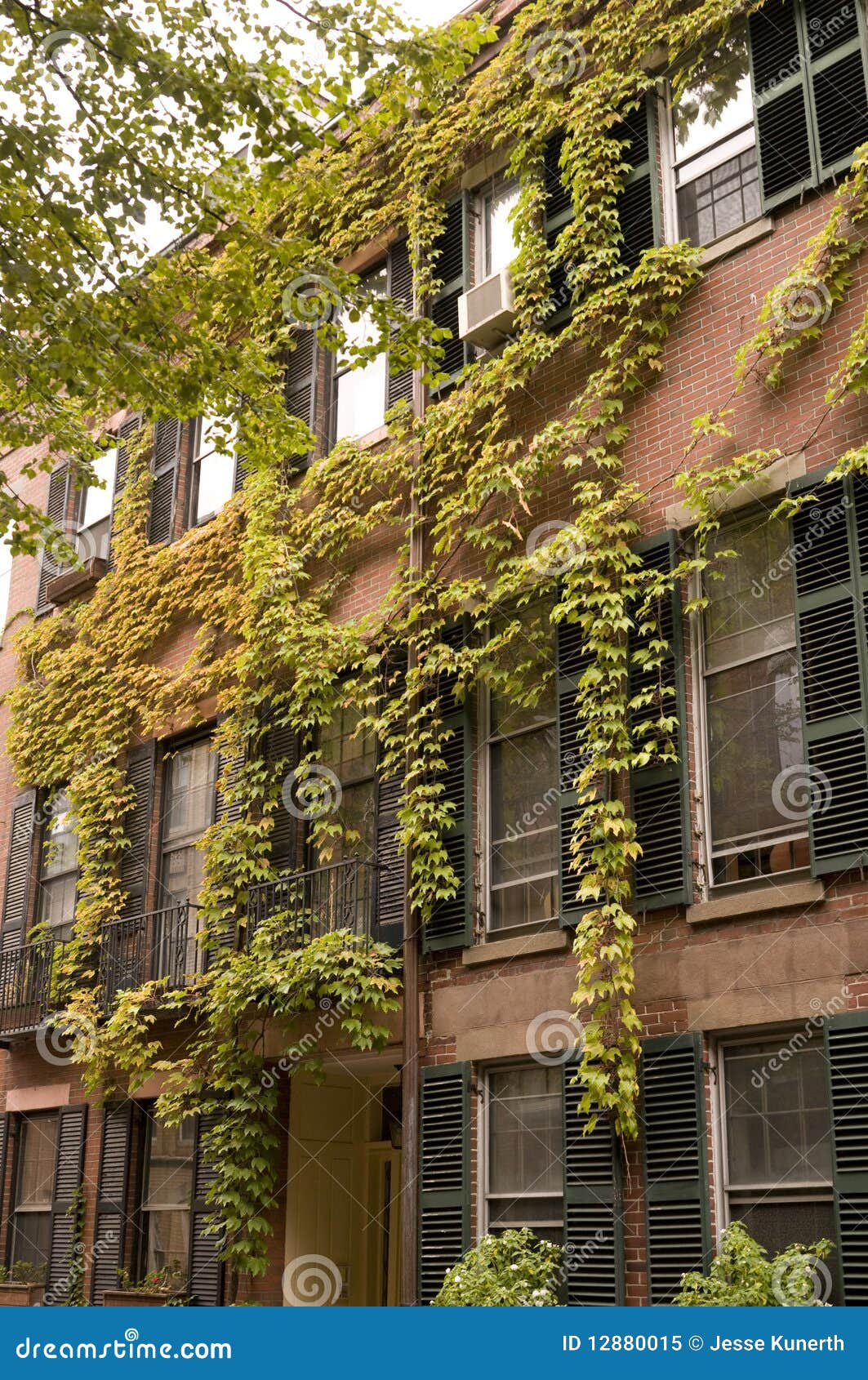 Ivy on Houses in Boston stock image. Image of residence - 12880015