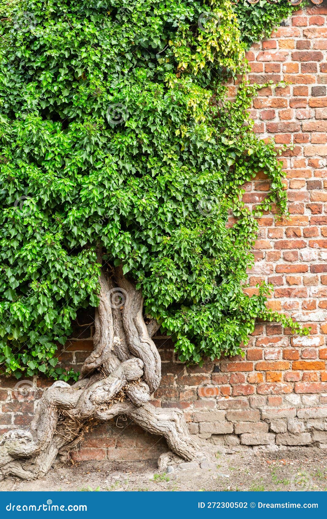Ivy with a Huge Old Root Grows on a Brick Wall Stock Photo - Image of ...