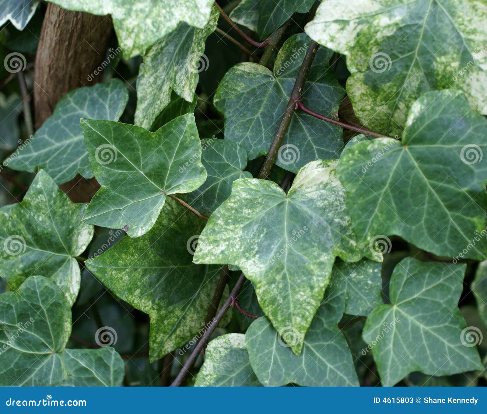 Ivy I stock image. Image of green, stem, veins, foliage - 4615803