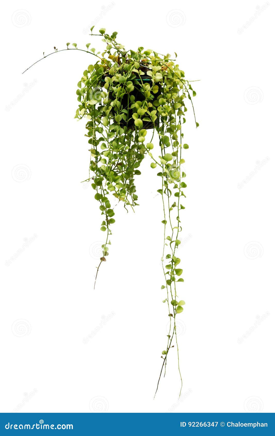 Ivy isolated stock image. Image of detail, abstract, plant - 92266347