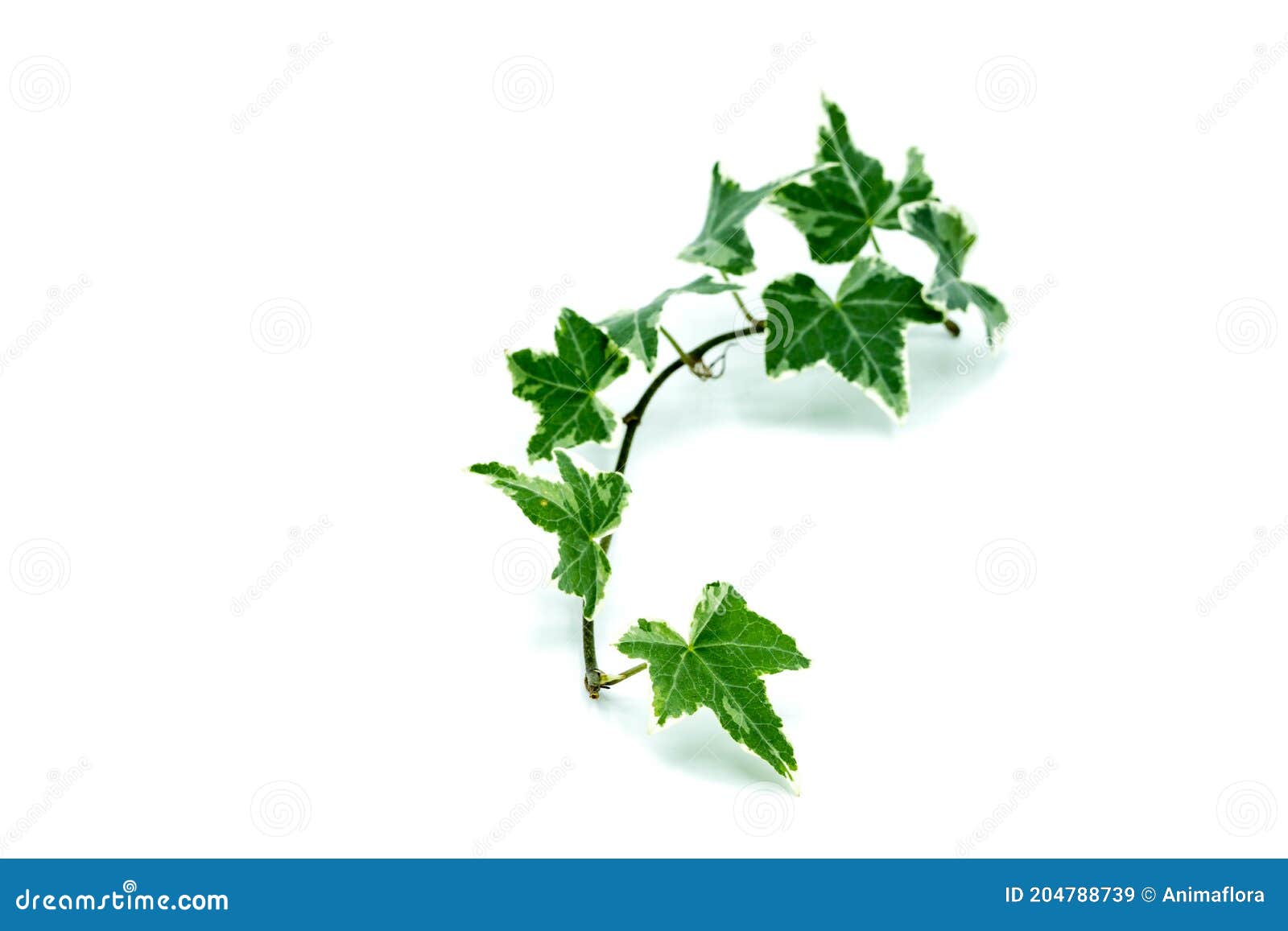 Ivy Isolated on White Background Stock Image - Image of branch, studio ...