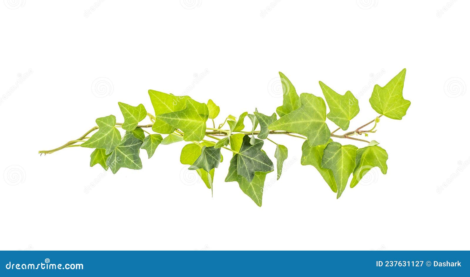 Ivy isolated on a white stock image. Image of background - 237631127