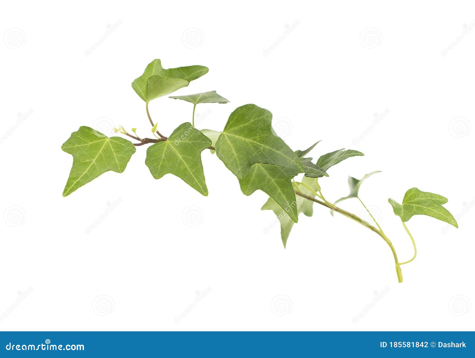 Ivy isolated on a white stock photo. Image of natural - 185581842