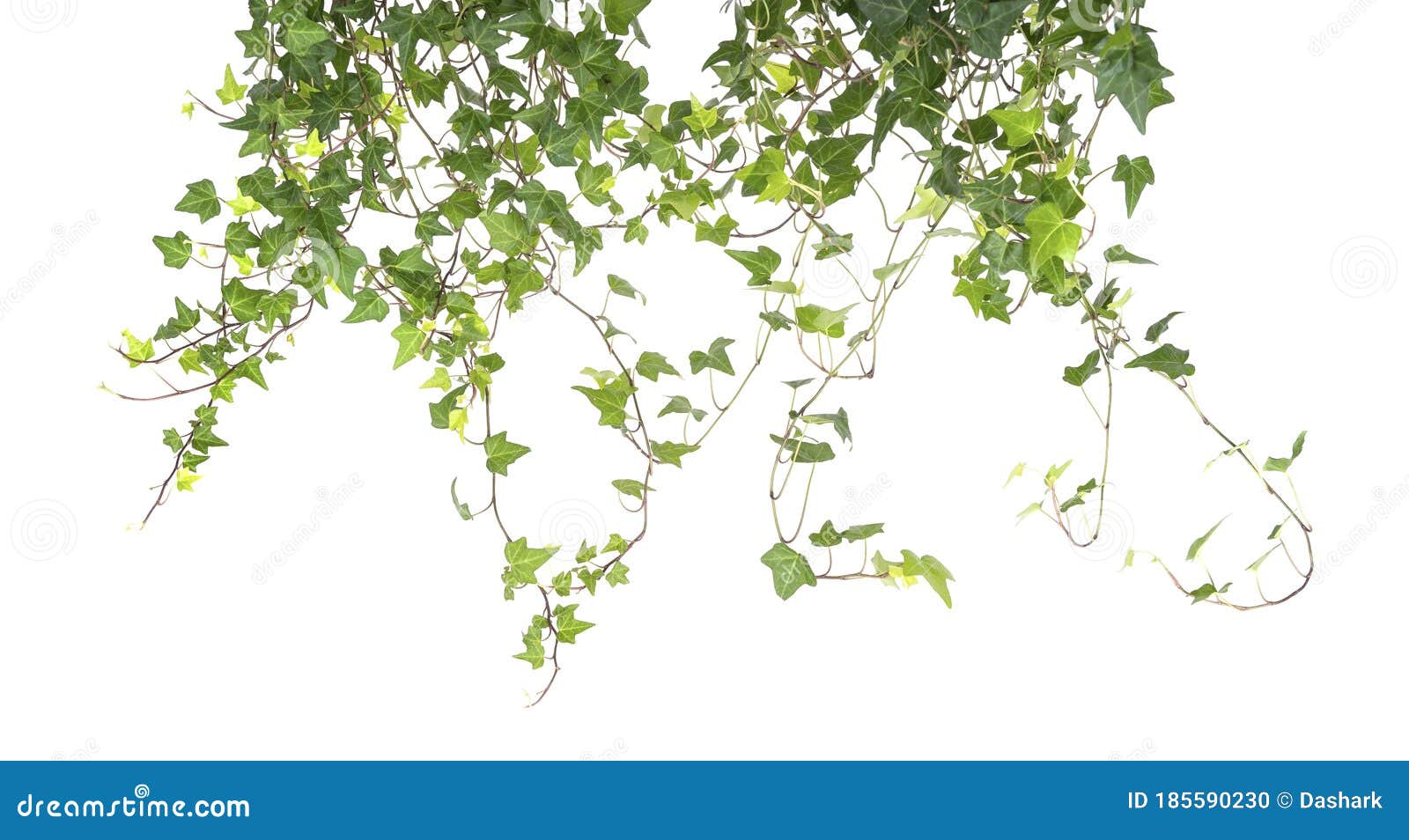 Ivy isolated on a white stock photo. Image of background - 185590230