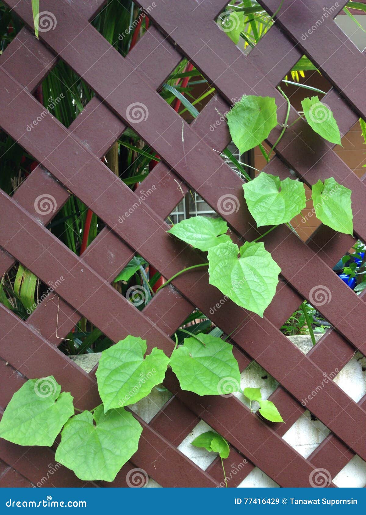 Ivy, the Ivy, Crawler, Climbers, Creeper Stock Image - Image of ...