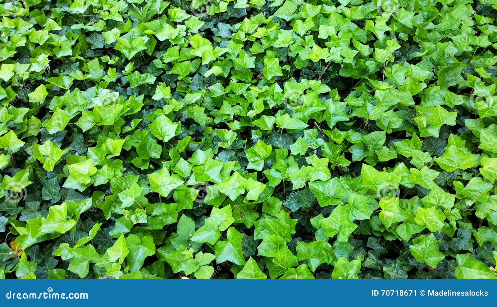 Ivy stock image. Image of large, green, foliage, common - 70718671